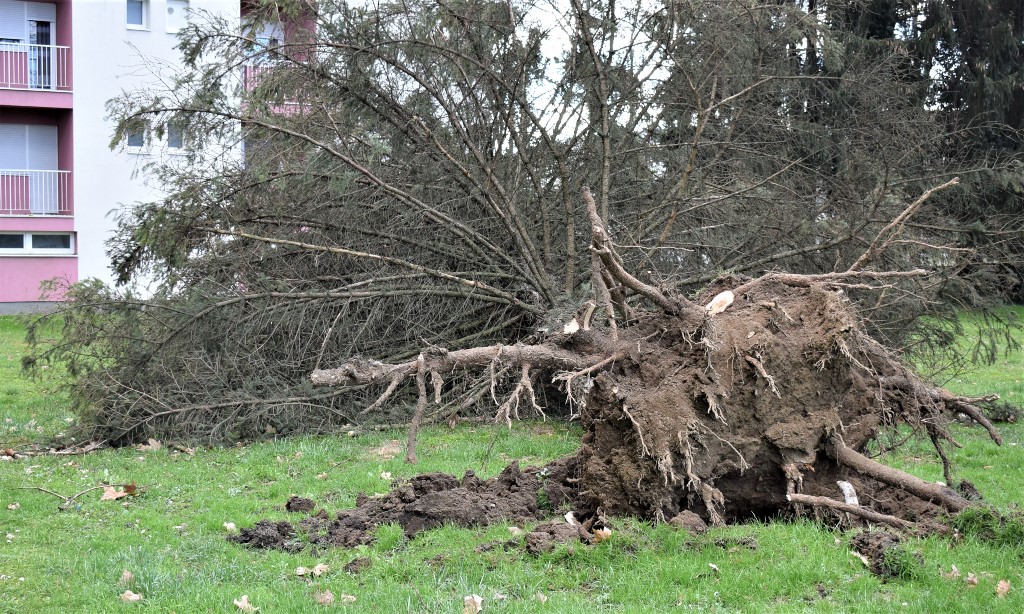 NEVOLJE S VJETROM Iščupan bor, dvije vatrogasne intervencije - Pakrački ...